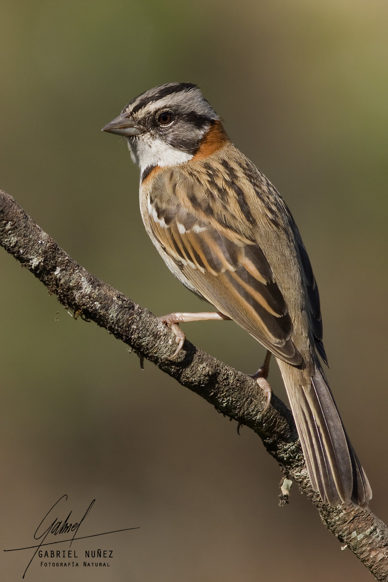 Aves de Salta: Chingolo (Zonotrichia capensis) - Rufous-collared Sparrow