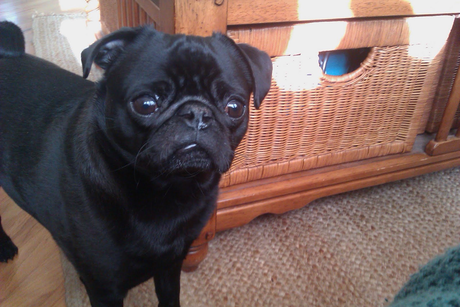 Two Pugs in a Pod: The Lip