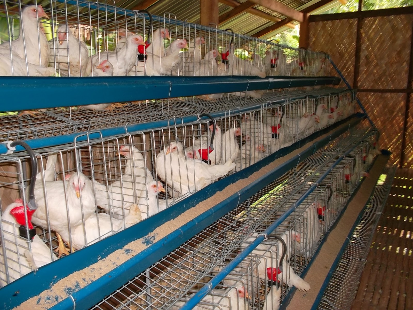 Crops and Livestock Guidelines for everyJUAN: 2. Poultry Raising
