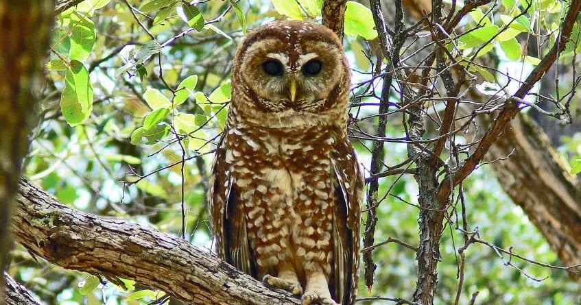 Tierra de lechuzas, búhos, mochuelos, autillos, cárabos: Cárabo ...