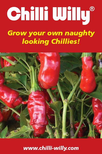 Chilli Willy Peppers, Lavender and Blueberry: Chilli Willy Seeds Are Back!