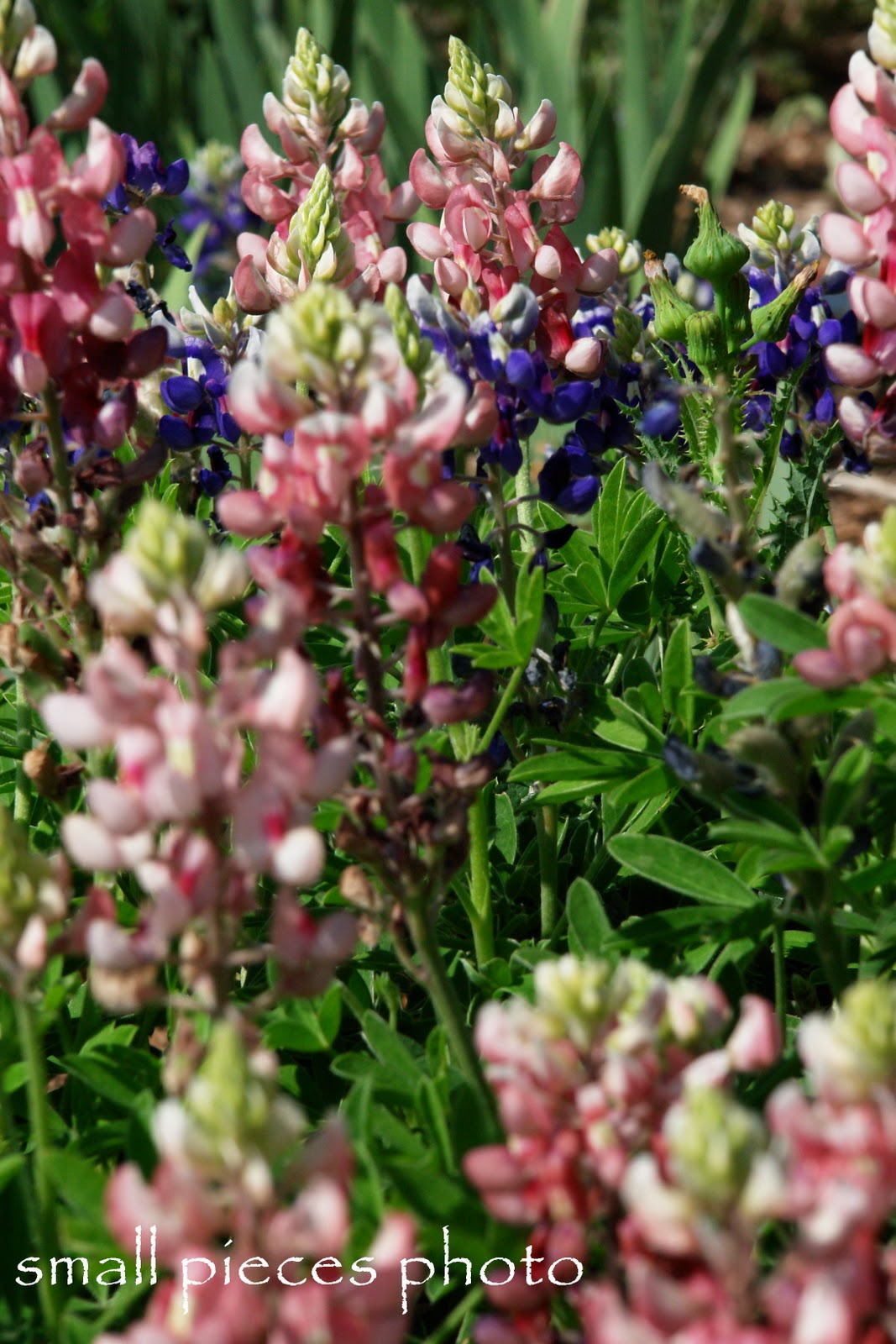 Behind the Small Pieces: Texas Blue/Pink/White and Maroon Blue Bonnets!!