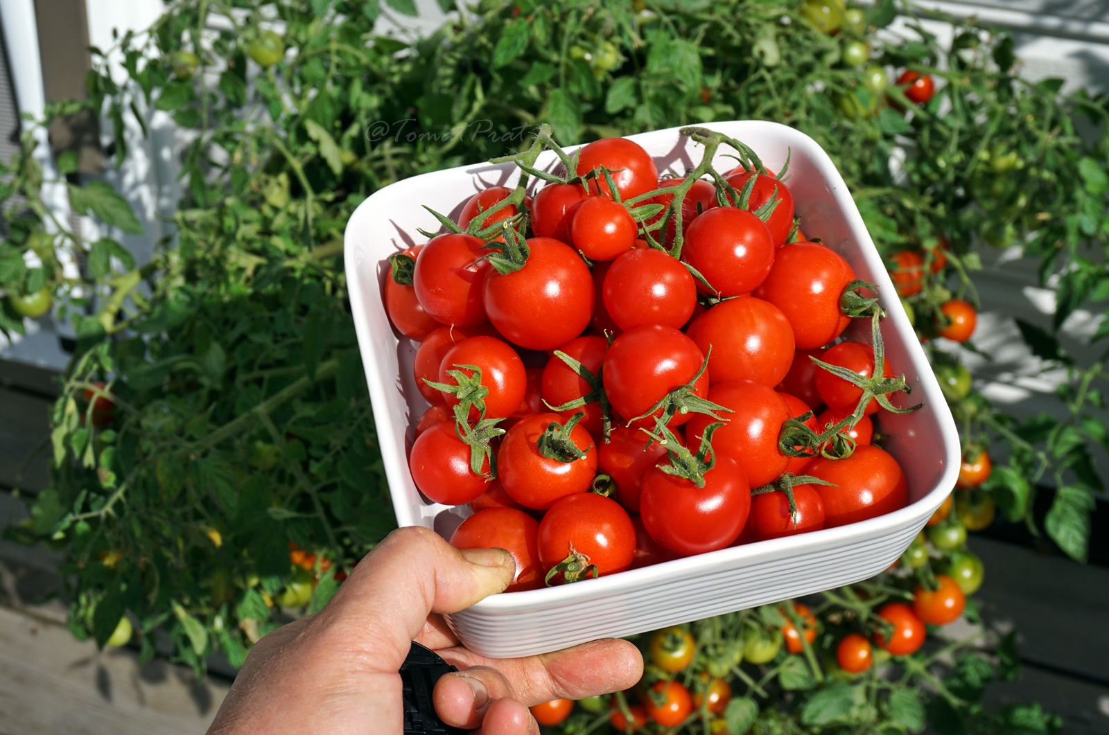 Helenes Tomater: Tumbling Tom Red