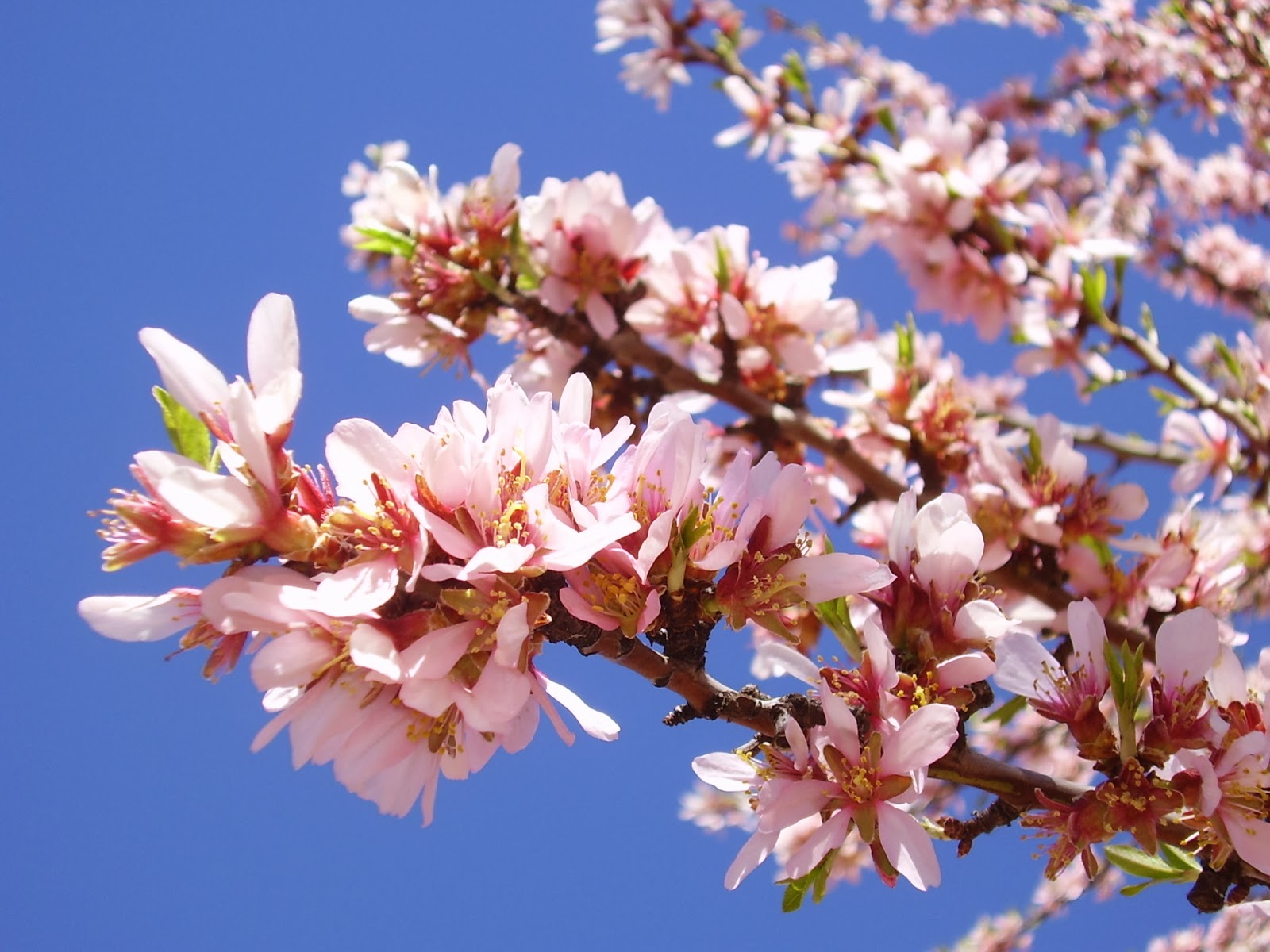 A través de mis ojos: Los almendros en flor.