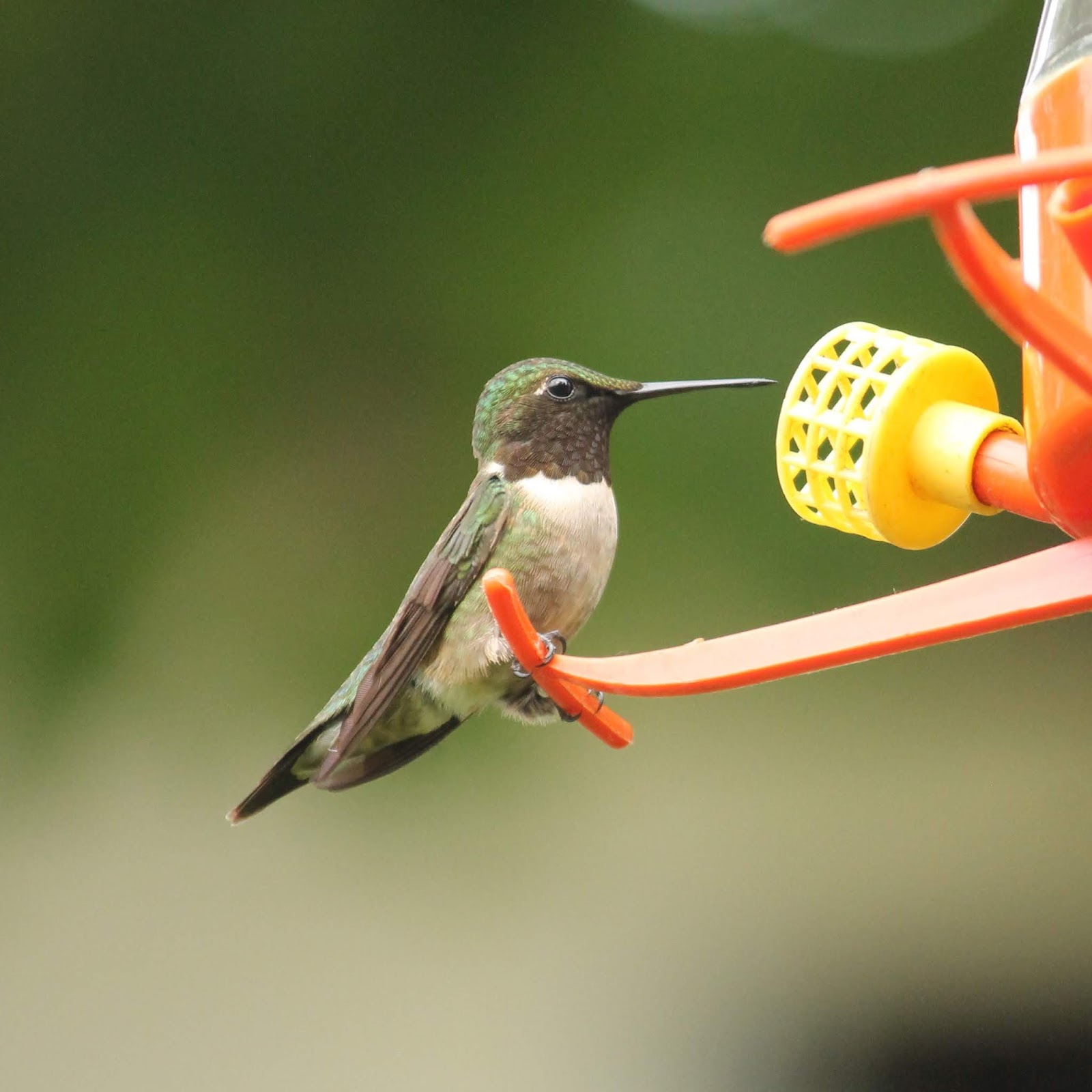 The Humming Life Of Hummingbirds - Rozee Pro