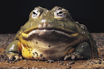 Bullfrog | Endangered Animals Facts, Wildlife Pictures And Videos