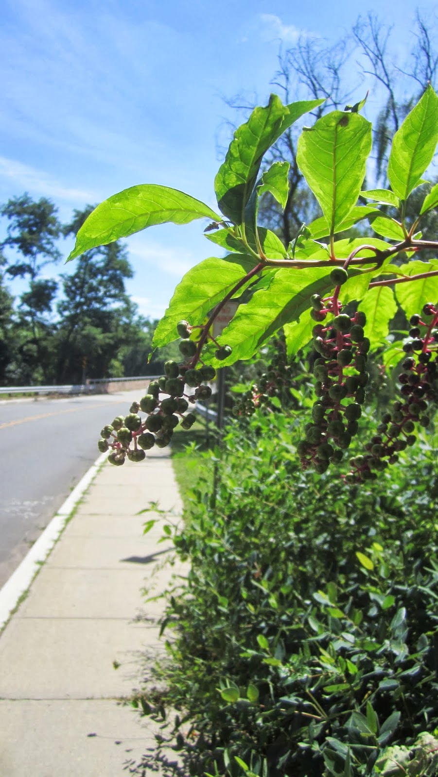 Princeton Nature Notes: Inkberry Thwacking Alert