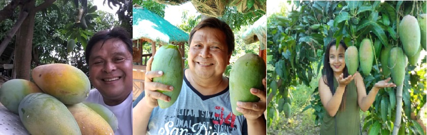 Ang Sweet Catimon Mango