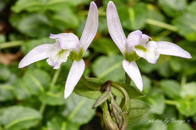 "What's Blooming Now" : Three Birds Orchid (Triphora trianthophoros)