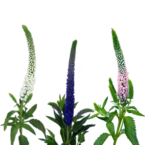 The Bookish Dilettante: Literary Friday: The Forbidden Garden