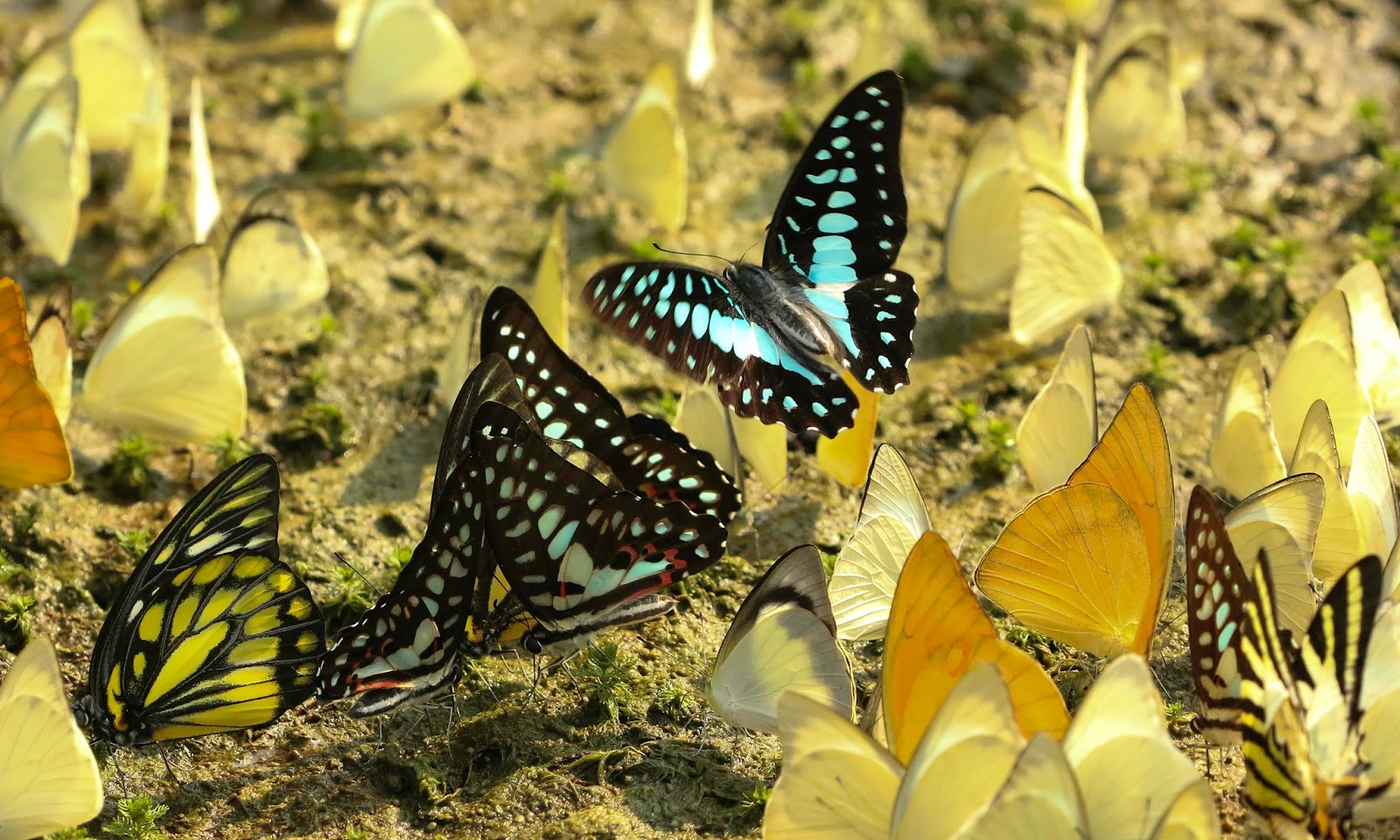 Butterflies of Vietnam: 77. Graphium doson axion (The Common Jay)