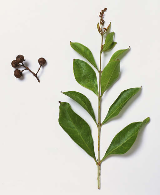 SyaHenna Design Palembang-Indonesia: Henna (INAI), Tanaman Penuh Pesona