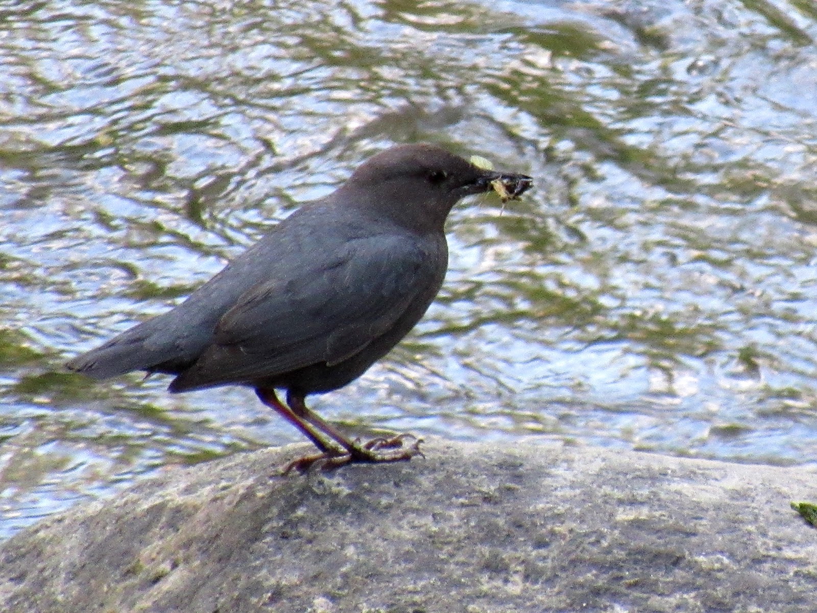 American Dipper: John Muir's Water Ouzel