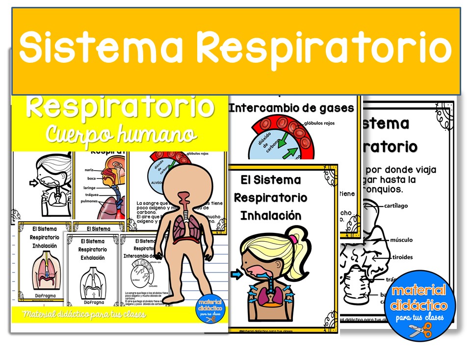 El sistema Respiratorio - Material Didactico para tus clases