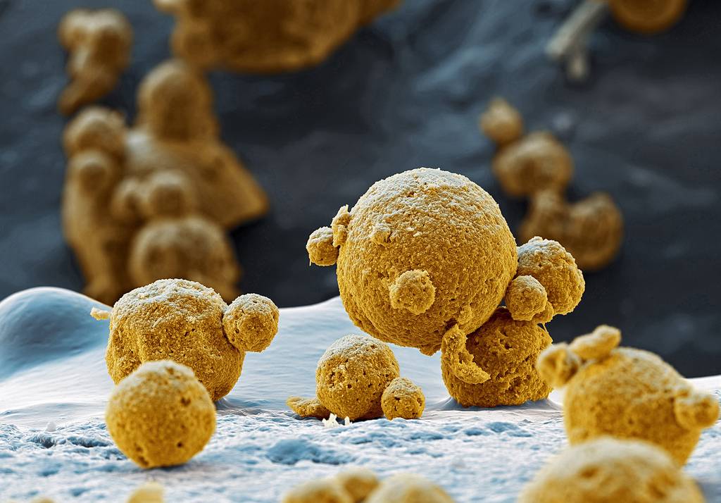 Nanotechnology World Association: Under the Electron Microscope