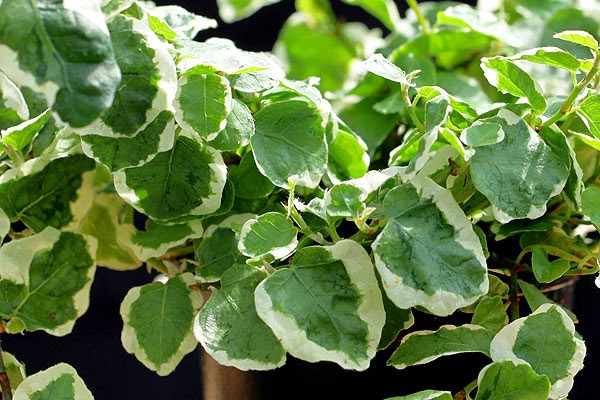 cvece za baste | dvoriste | sobe : fikus | benjamin | elastica | pumila ...