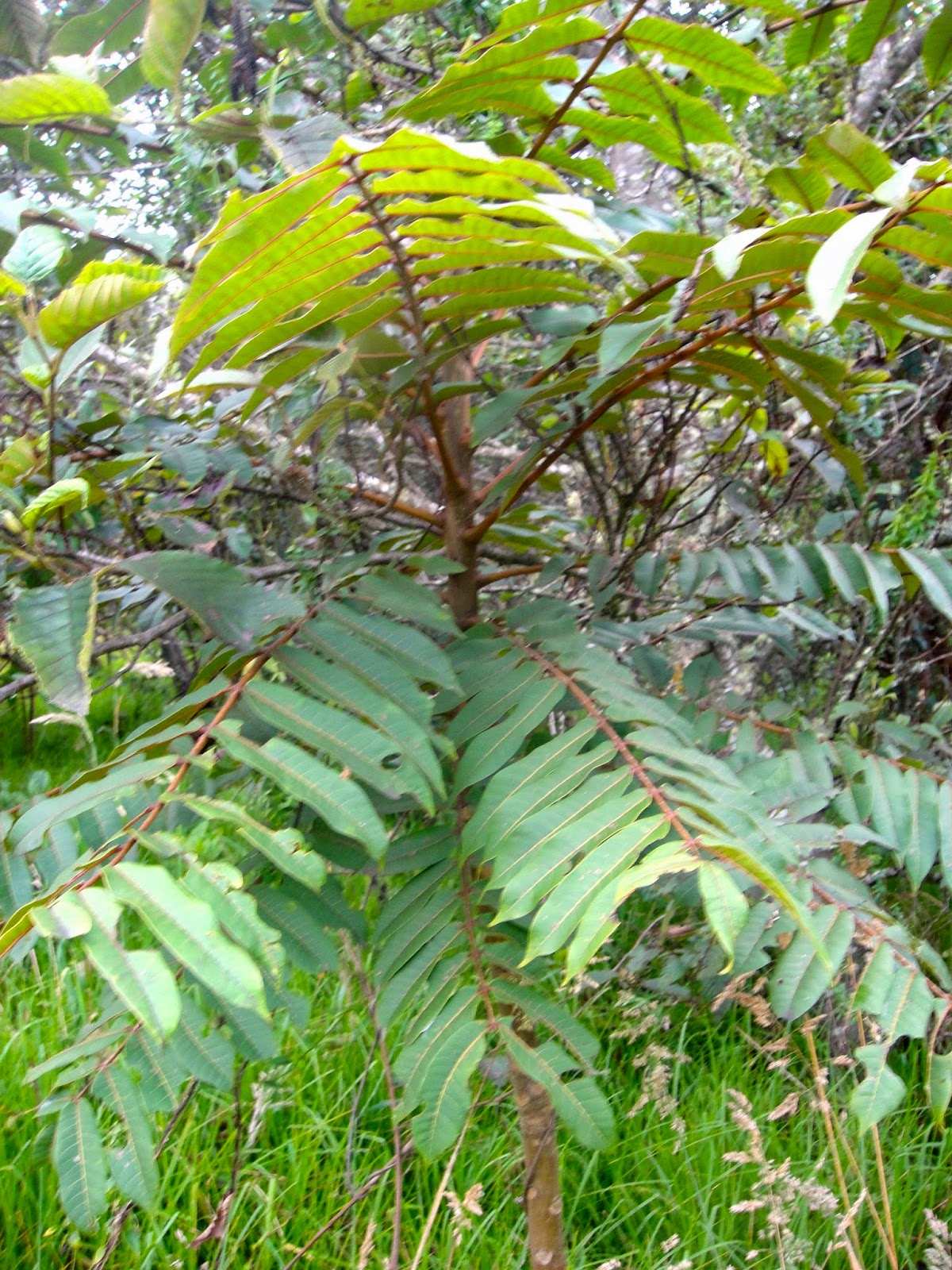 Cedrela montana - Alchetron, The Free Social Encyclopedia