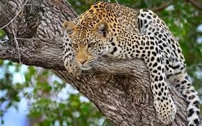 AVEEK- Blogs: Indian leopard
