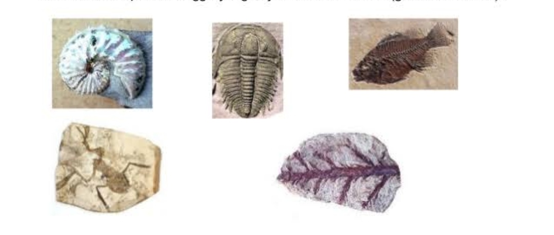 Fosil : Pengertian, Jenis, Kegunaan dan Proses Terbentuknya Fosil