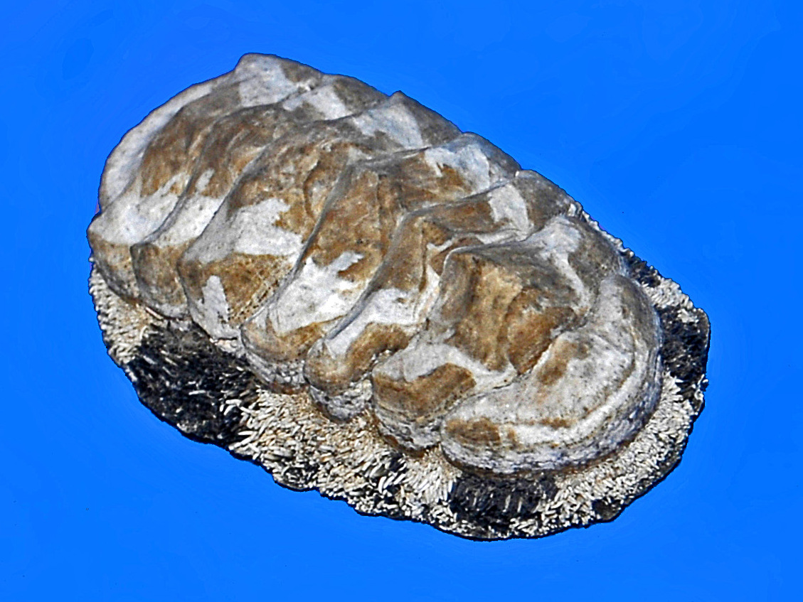 Conchology101: West Indian Fuzzy Chiton