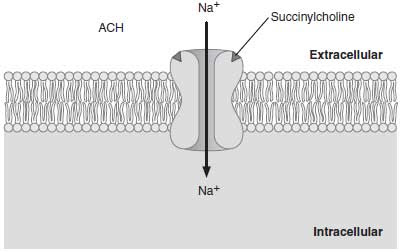 Muscle Relaxants (Neuromuscular Junction Blockers) Case File