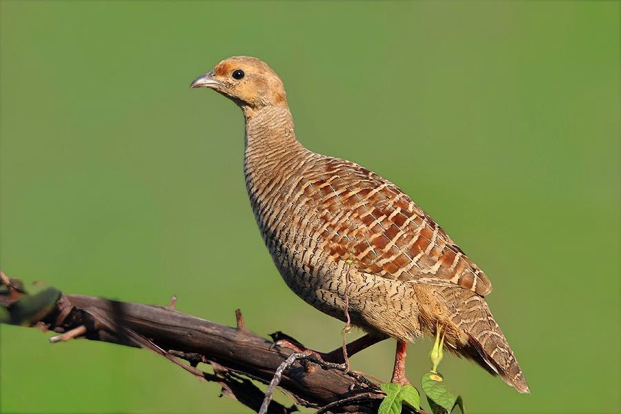Tierra de pavos, francolines, faisanes y perdices: Francolín gris ...
