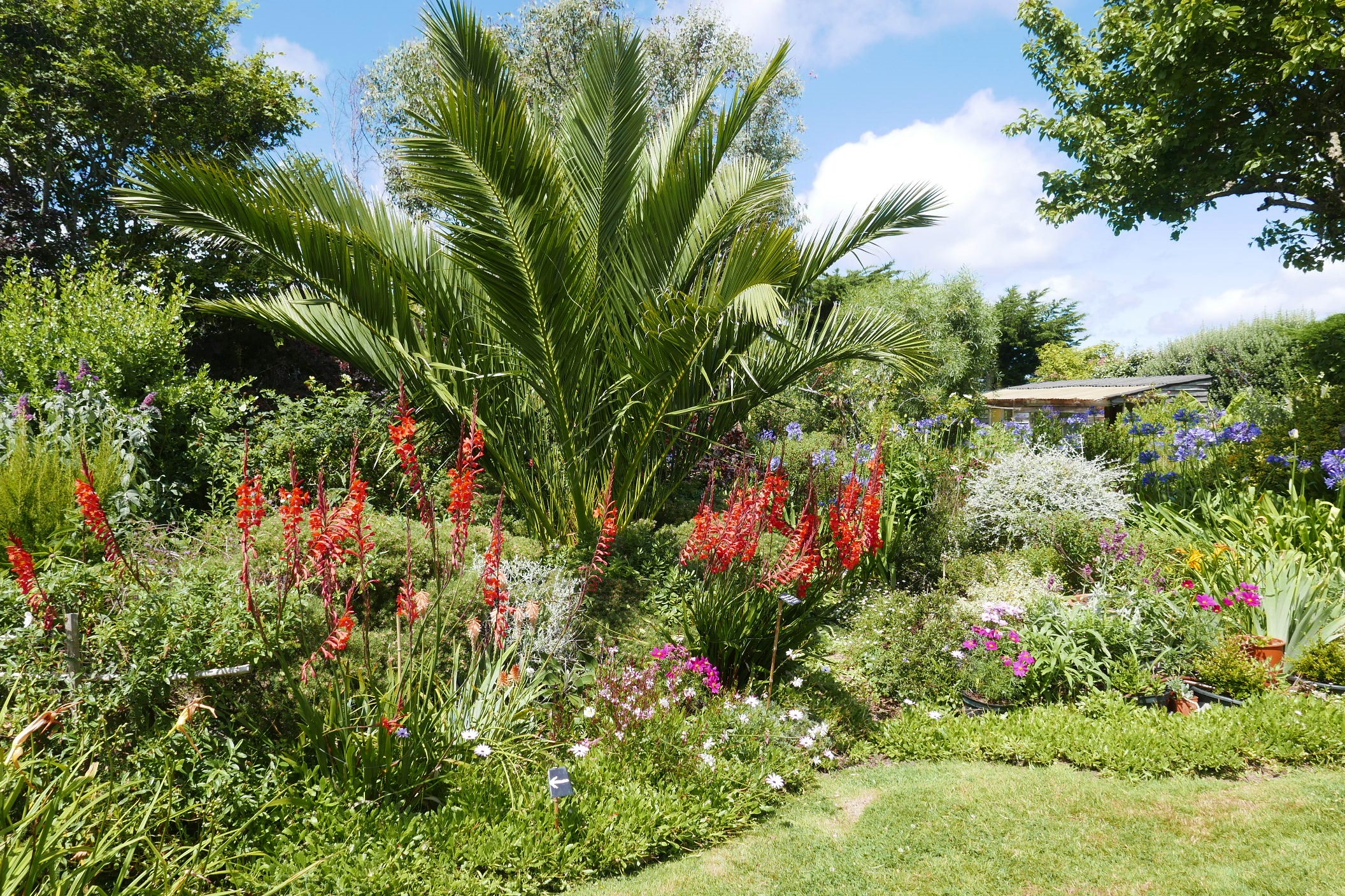 Jardin Éden du Voyageur: De nouvelles fleurs d'été à l’Éden du voyageur (1)
