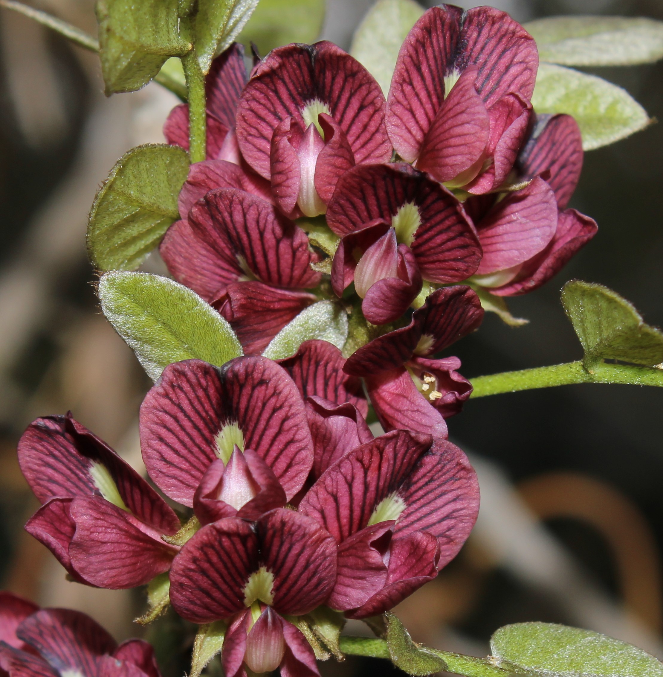 Fabaceae - Leguminosae no Brasil: Fabaceae - Poecilanthe ulei (Harms ...