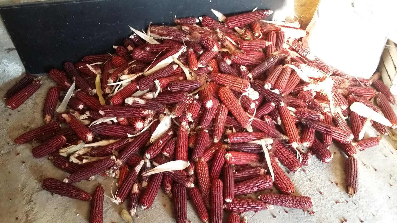 La vida entre rocas: Cosecha de panizo