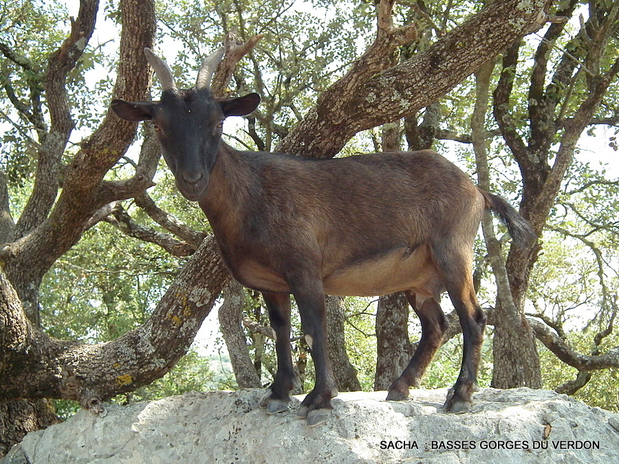 Un jour....Une photo !: Chèvres de Rove " Chapelle Ste Maxime Basses ...
