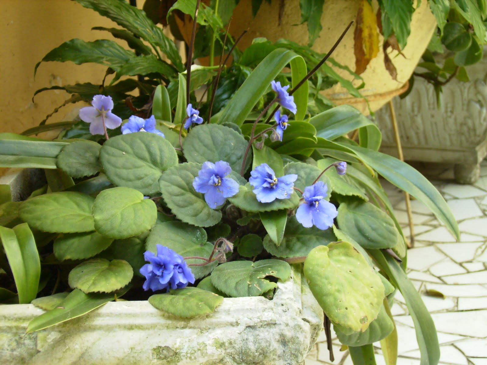 GOSTO DE ....: Violetas Azuis...