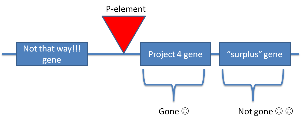 The Bioblogist: This week in the lab (part 1)