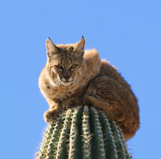 Tucson Wildlife Blog: Bobcat 7/24/13