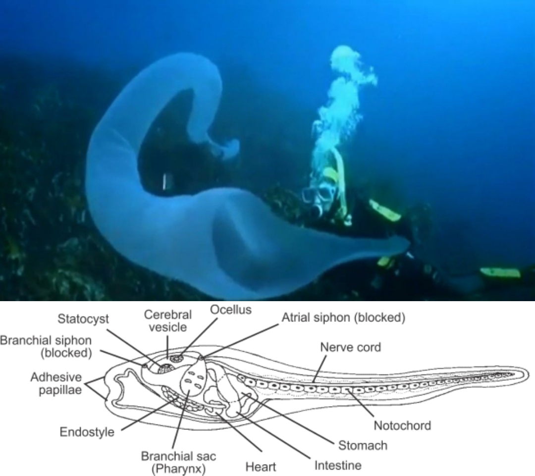 Earth's ocean filled with pyrosome