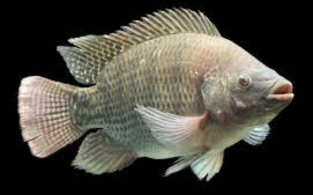 CrichJ Blog: CHAKULA CHA SAMAKI AINA YA SATO