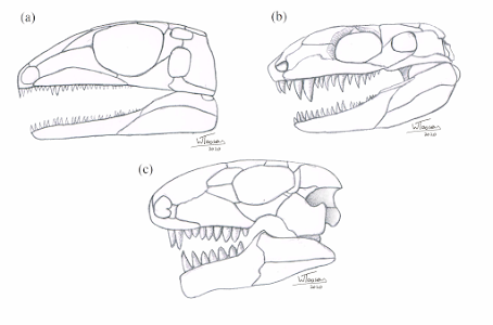 Palaeofauna: Earliest Stages of Diapsid Evolution - Part I ...