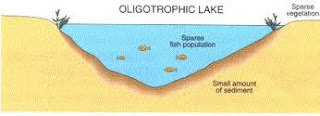 Freshwater Ecology: Oligotrophic, Mesotrophic, and Eutrophic Lakes