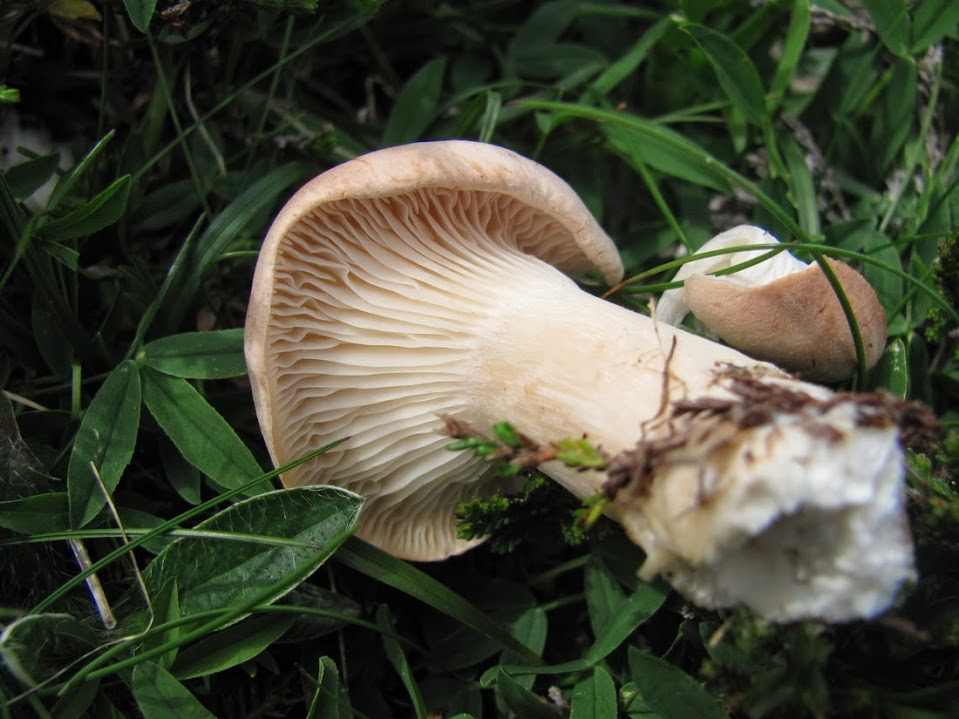 Guía de Setas y Hongos de Navarra.: Infundibulicybe geotropa (Bull ...