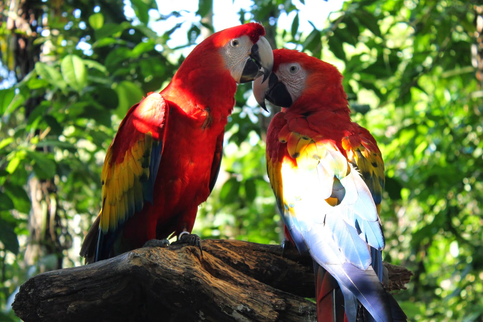 Todocultura 100 Guacamayas Rojas Son Liberadas En La Selva De Palenque