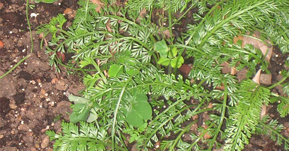Asplenium prolongatum