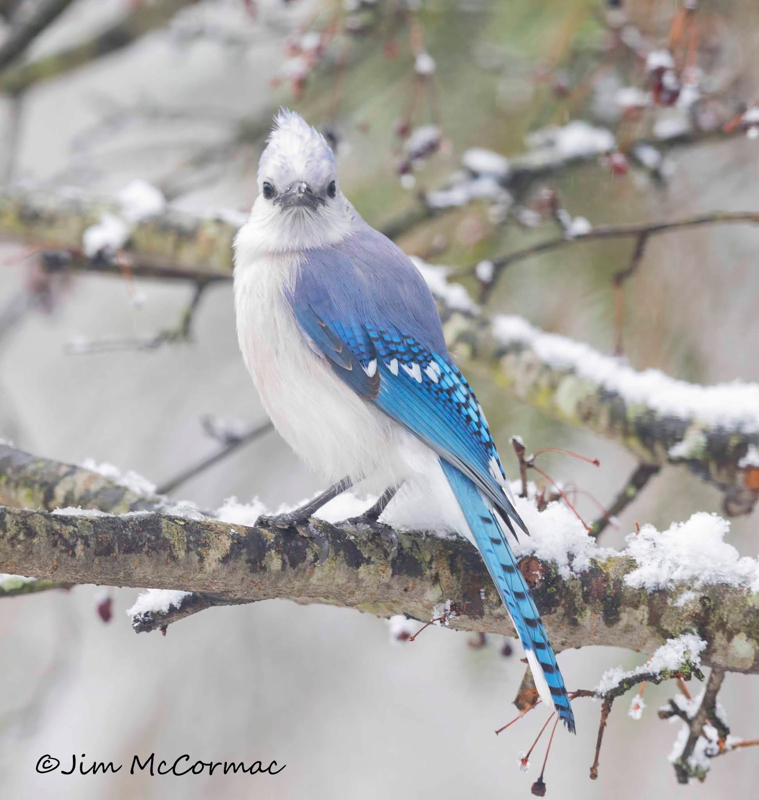 Blue Jay And Cardinal Hybrid
