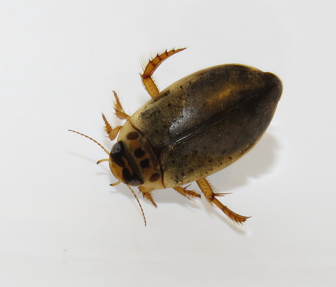 Bug Eric: Review: Diving Beetles of the World