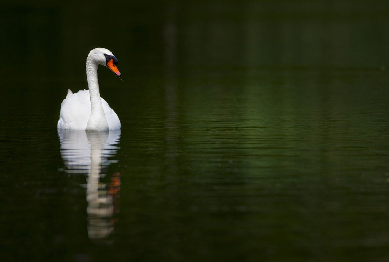 20 Beautiful animal photos (20 pics) | Amazing Creatures