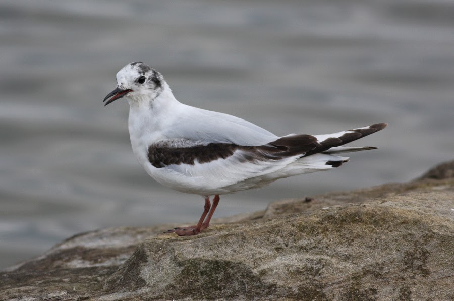 Barnsley Bird Sightings: Wintersett Little Gull 25.06.14