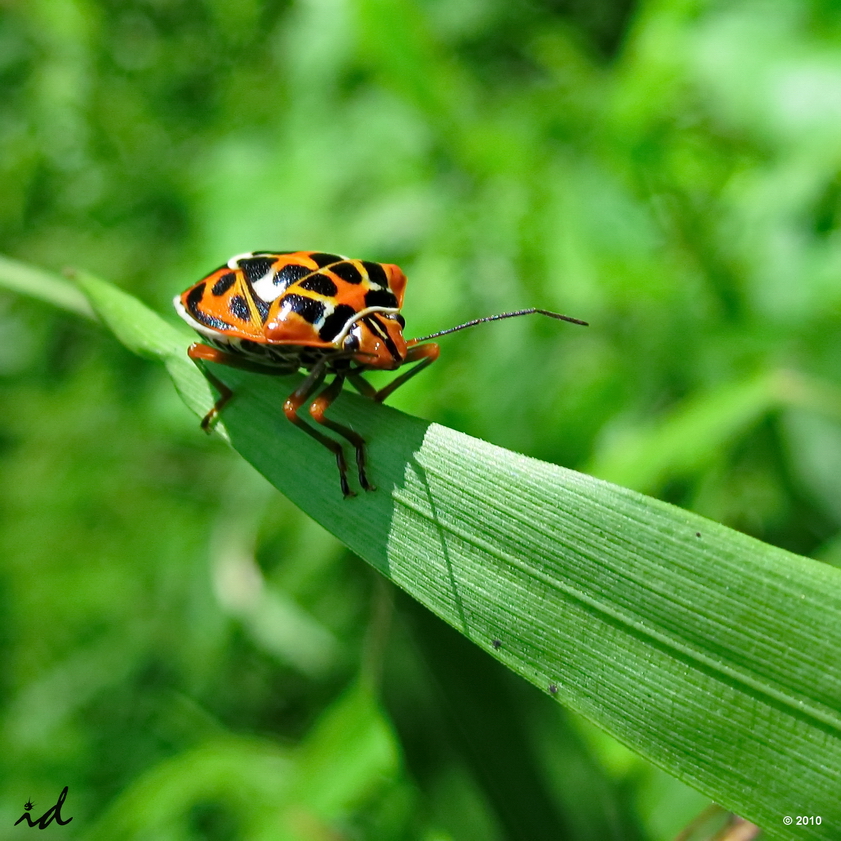 Indonesian Bugs & Others: Stink Bug from Dago Pakar