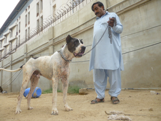 Pakistani Bully Kutha | Pakistan Defence