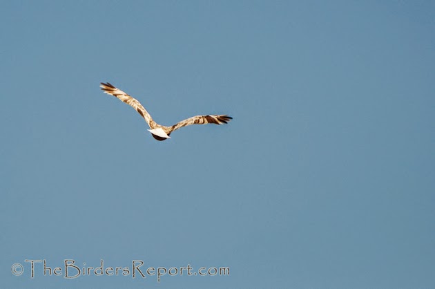 White Wolf : An Incredibly Rare Leucistic Bald Eagle Makes Its ...
