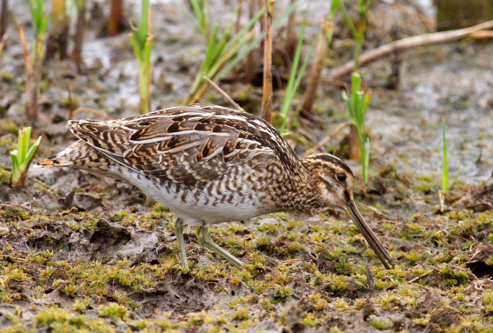 Sharpes birds: Common Snipe