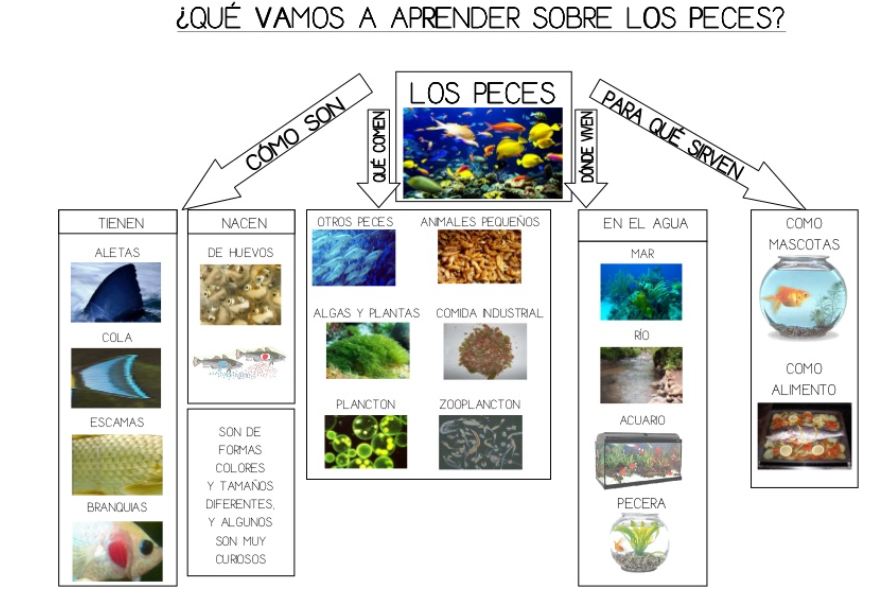 C.E.I.P. VALLE DEL NANSA: Semana del 15 Junio (4-5 años)