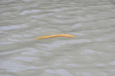 Tales From a Wandering Albatross: Kayaking with manatees